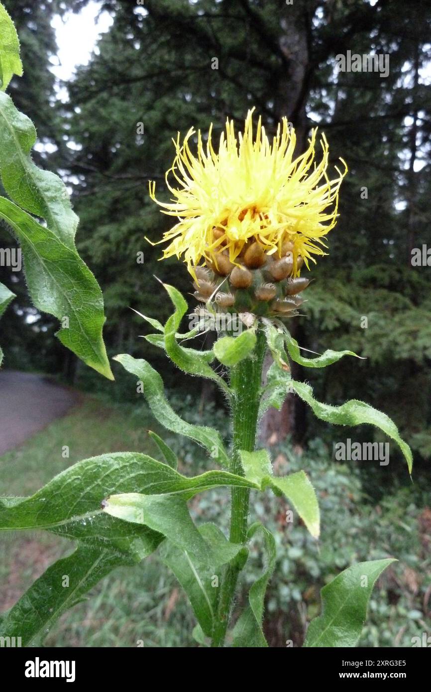 Giant Knapweed (Centaurea macrocephala) Plantae Stock Photo - Alamy