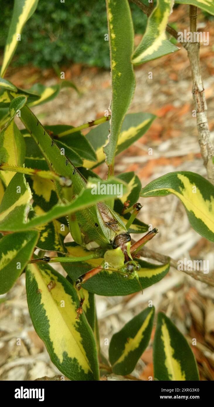 32 spotted katydid hi-res stock photography and images - Alamy