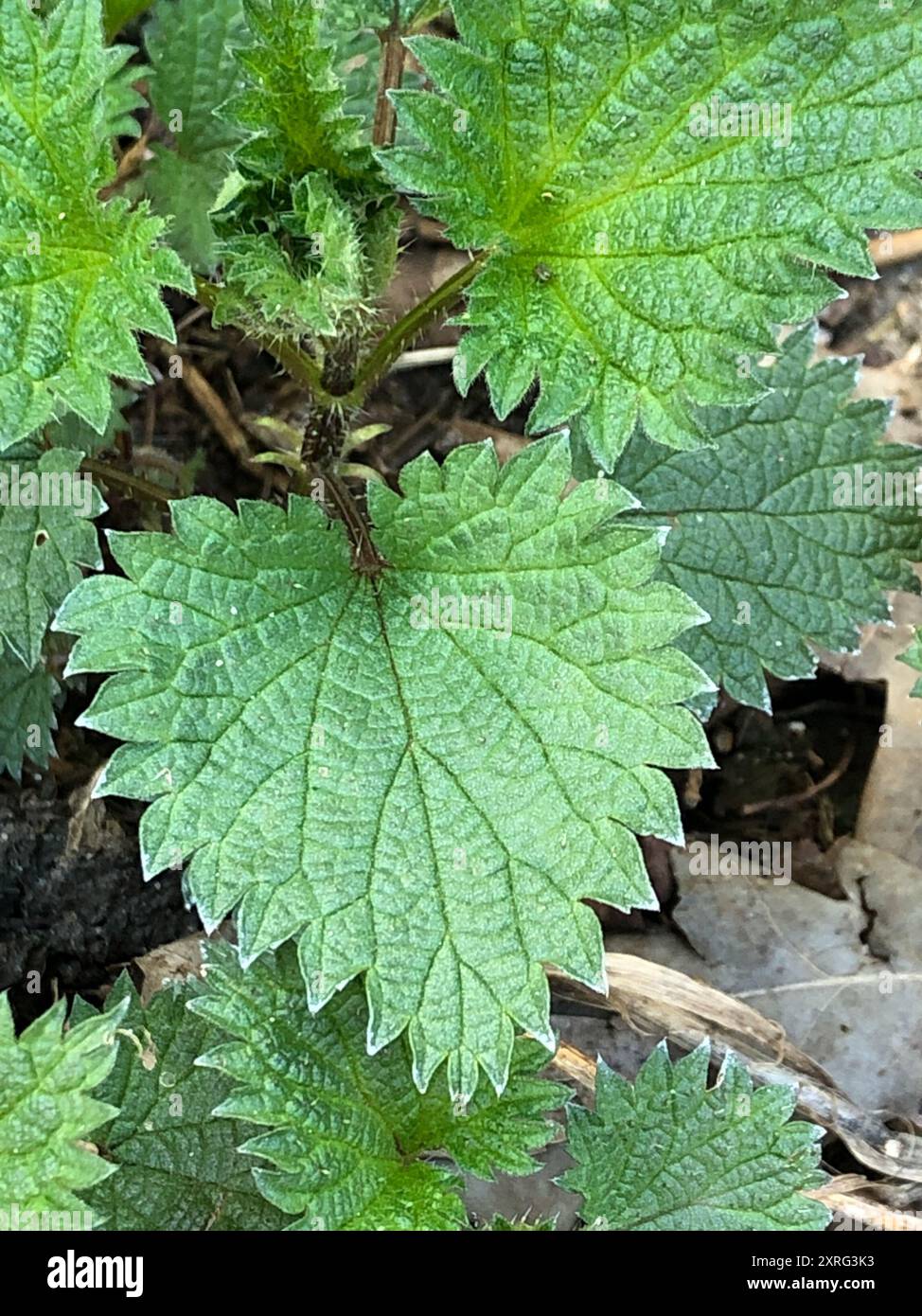 Dwarf Nettle (Urtica urens) Plantae Stock Photo - Alamy