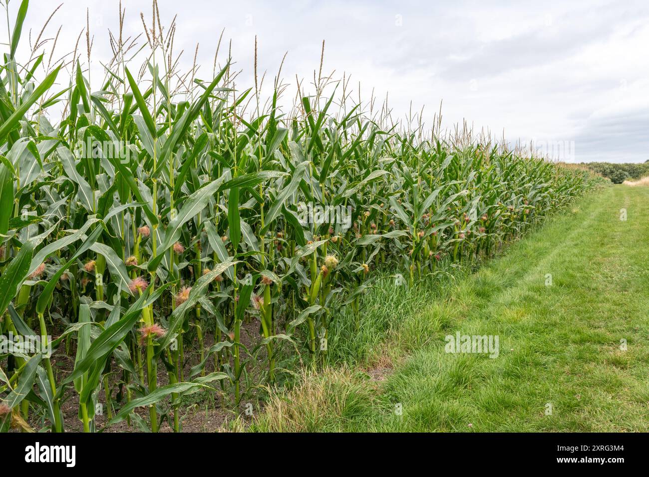 Maize also called corn (Zea mays) growing in a field in Hampshire ...