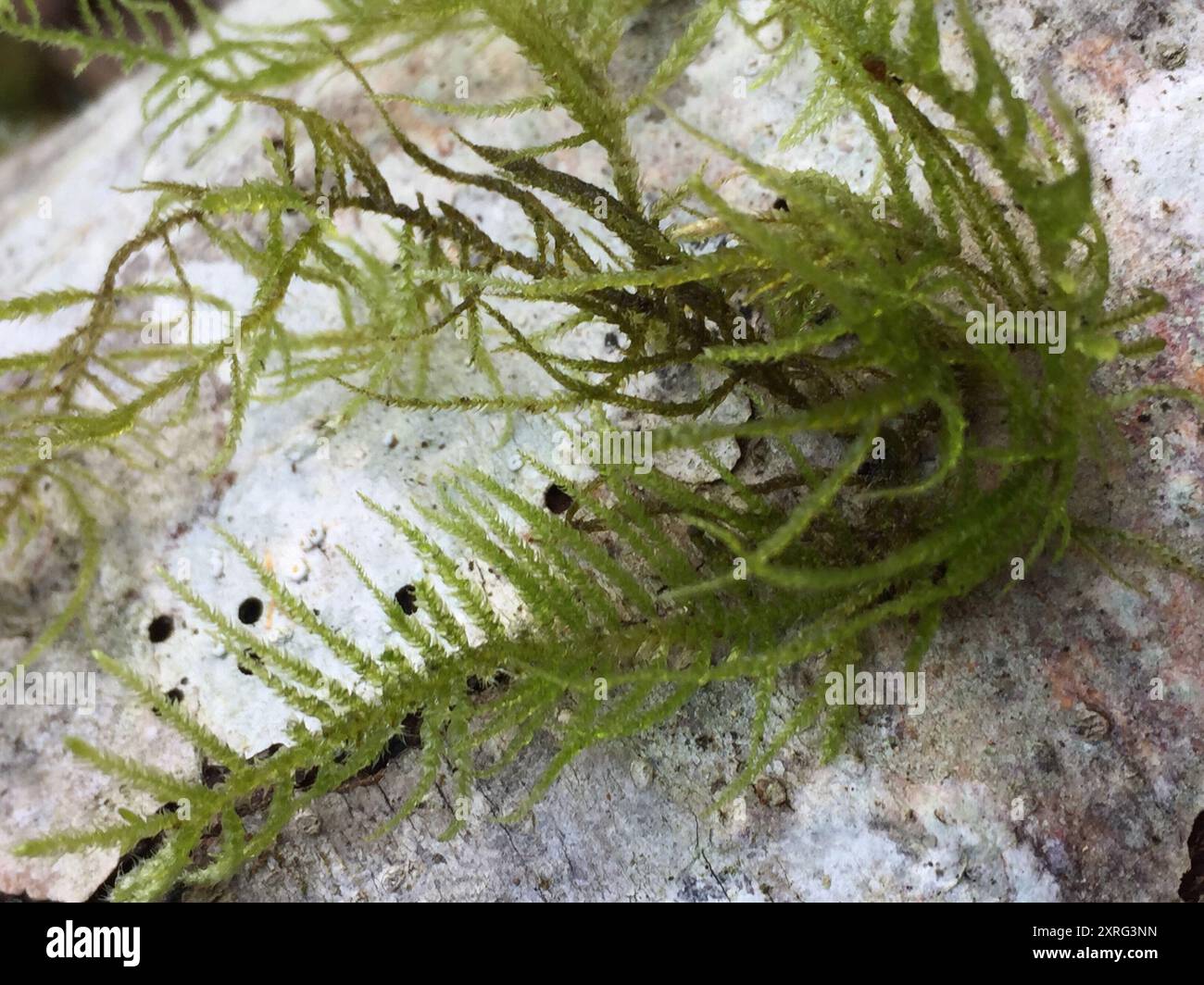 Common Feather-moss (Kindbergia praelonga) Plantae Stock Photo - Alamy
