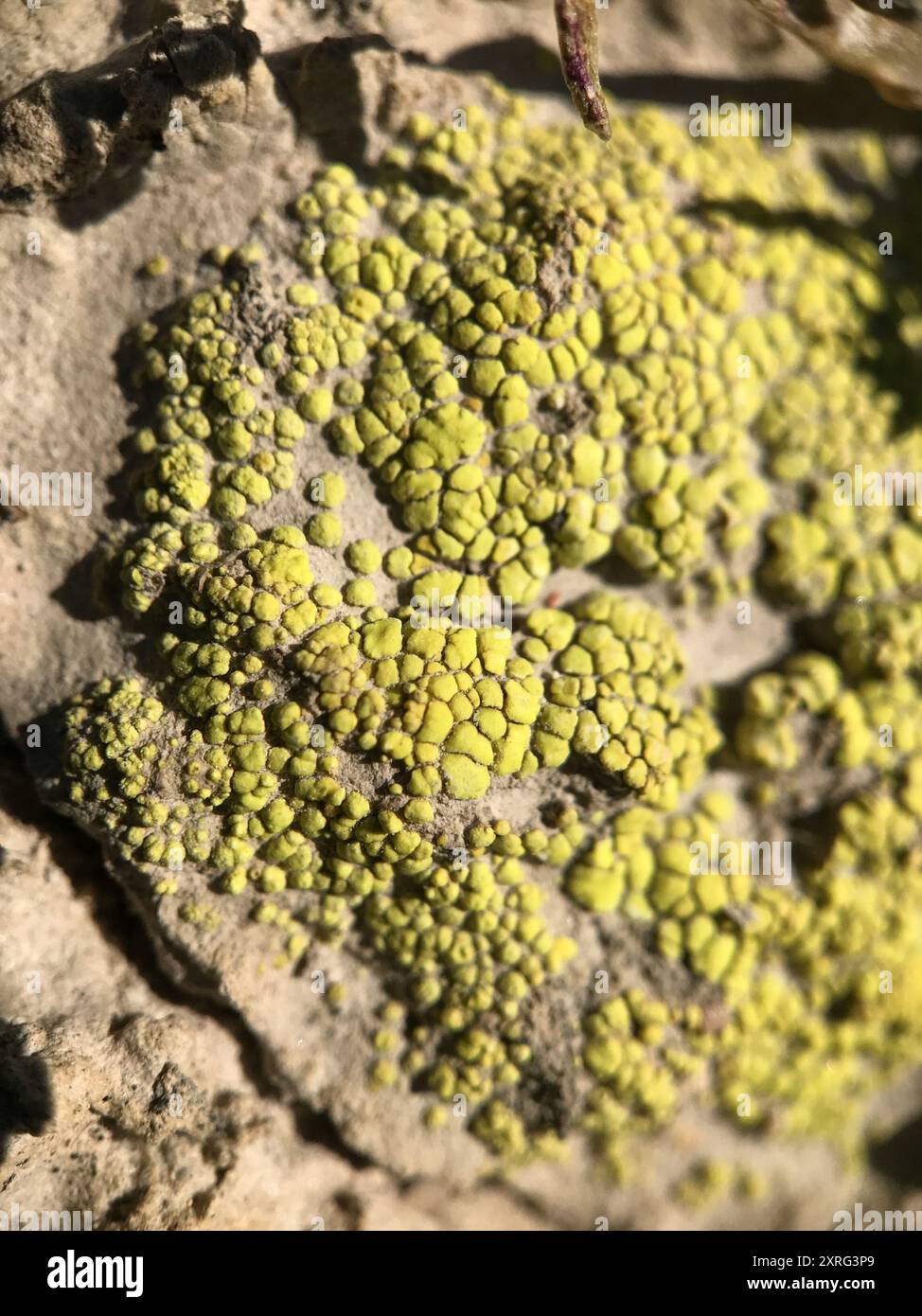 Soil Paint Lichen (Acarospora schleicheri) Fungi Stock Photo - Alamy