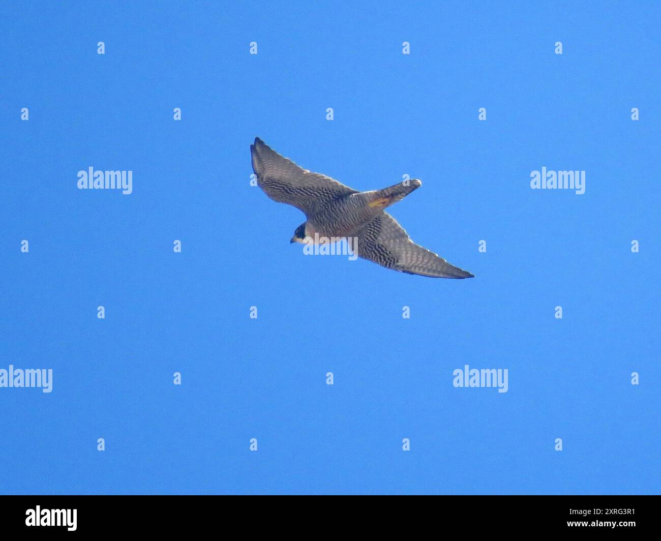 South American Peregrine Falcon (Falco peregrinus cassini) Aves Stock ...