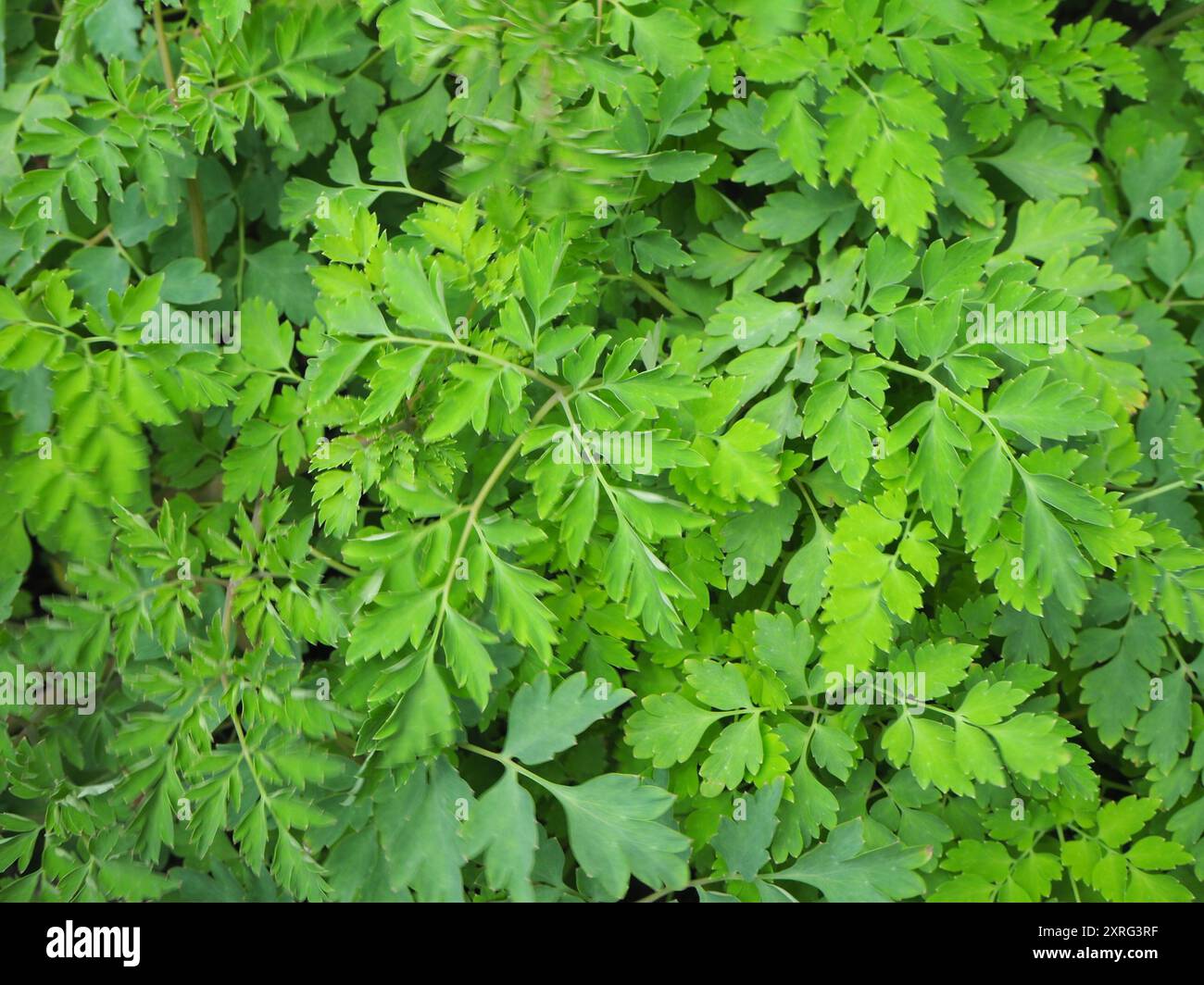 (Corydalis formosana) Plantae Stock Photo - Alamy
