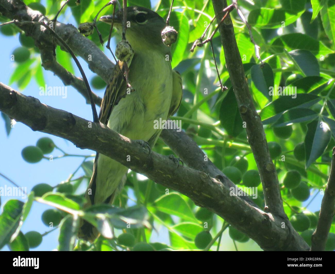 White-winged Becard (Pachyramphus polychopterus) Aves Stock Photo - Alamy