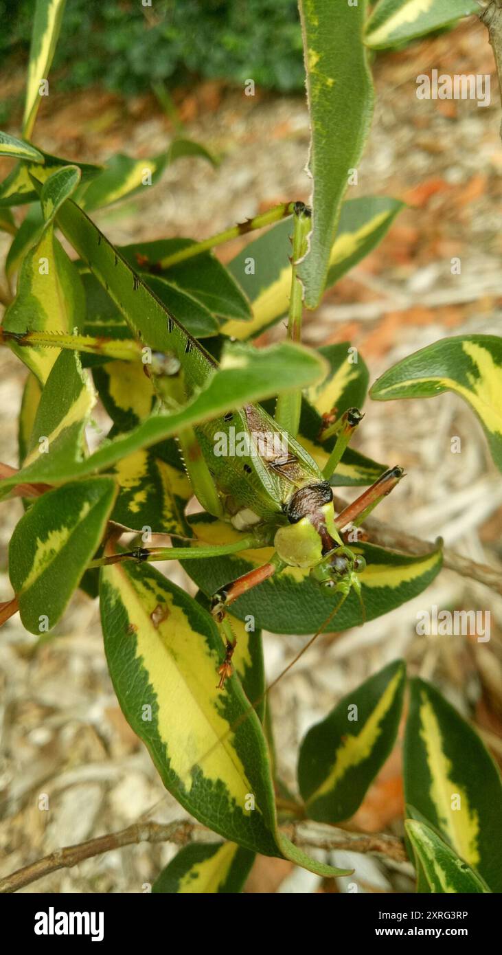 32 spotted katydid hi-res stock photography and images - Alamy