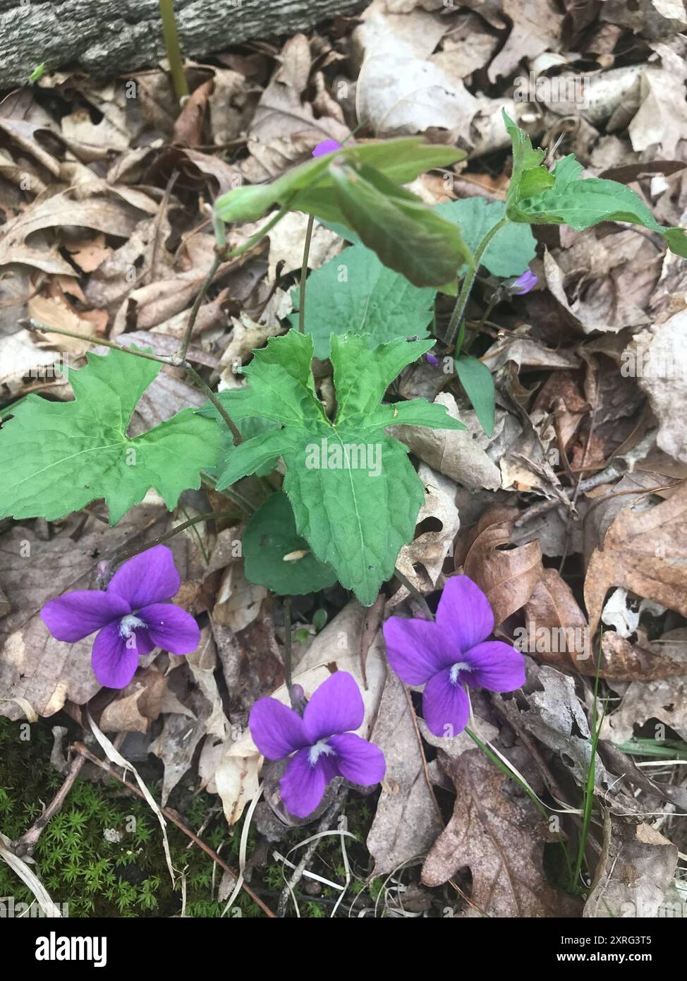 three-lobed violet (Viola palmata) Plantae Stock Photo - Alamy