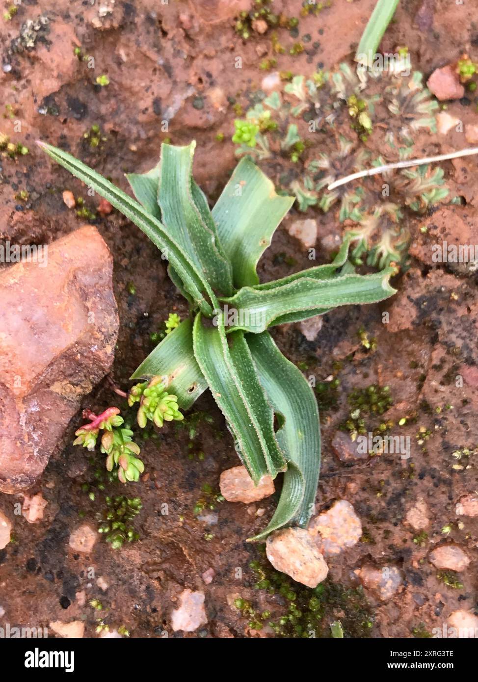 camatta canyon amole (Hooveria purpurea reducta) Plantae Stock Photo ...