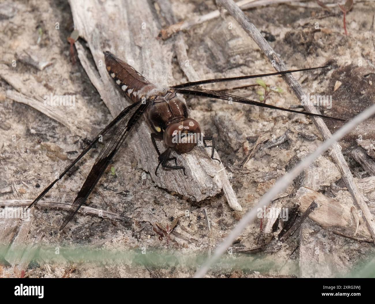 Common Whitetail (Plathemis lydia) Insecta Stock Photo - Alamy