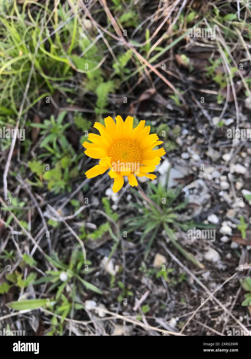 Stemmy Four-nerved Daisy (Tetraneuris scaposa) Plantae Stock Photo - Alamy