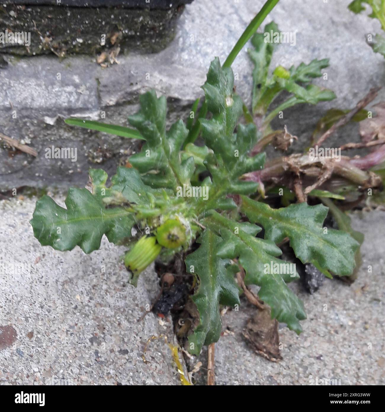 common groundsel (Senecio vulgaris) Plantae Stock Photo - Alamy