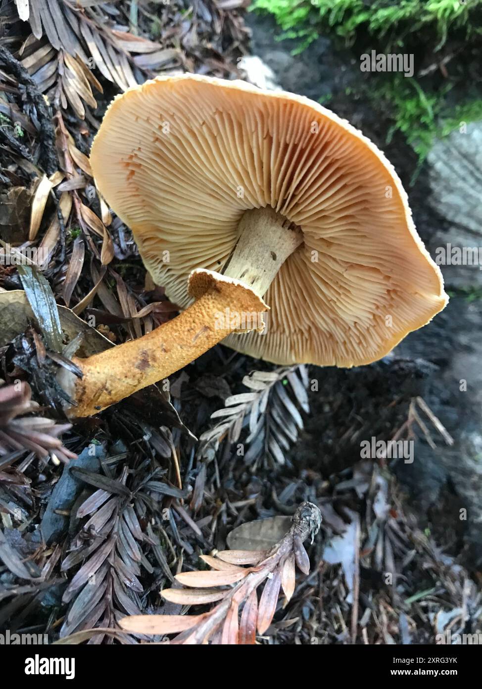 Pearly Powdercap (Cystoderma carcharias) Fungi Stock Photo - Alamy