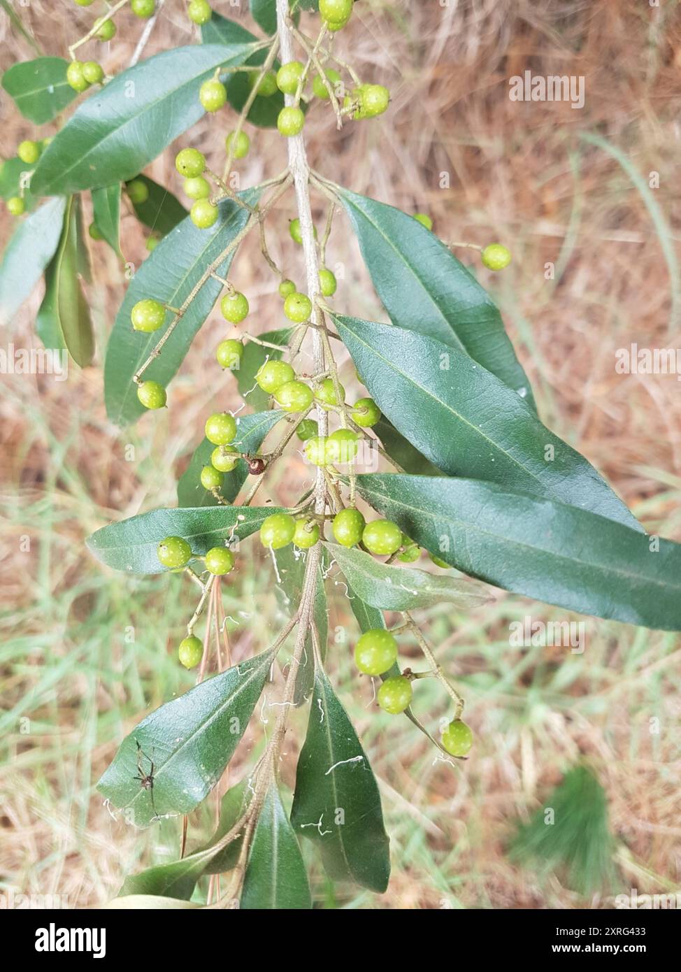 African olive (Olea europaea cuspidata) Plantae Stock Photo - Alamy