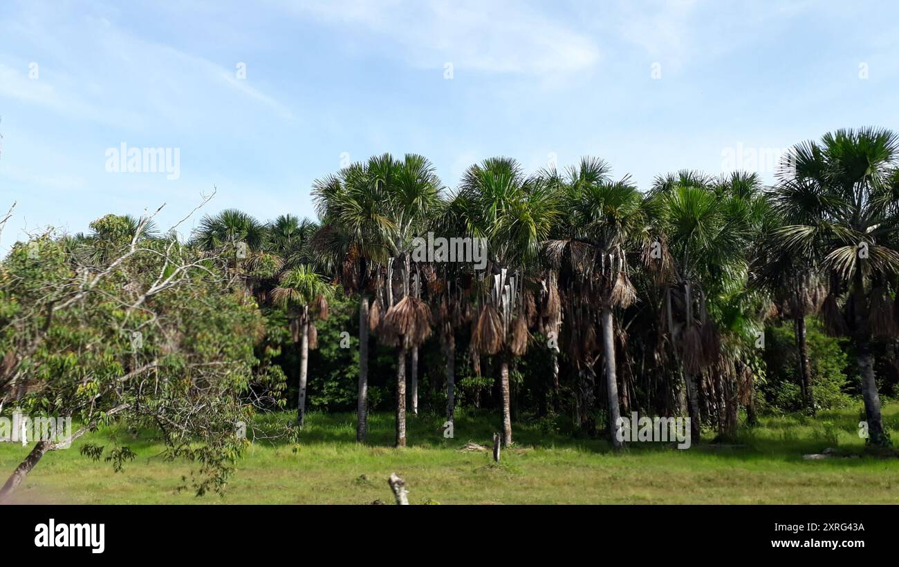 moriche palm (Mauritia flexuosa) Plantae Stock Photo - Alamy