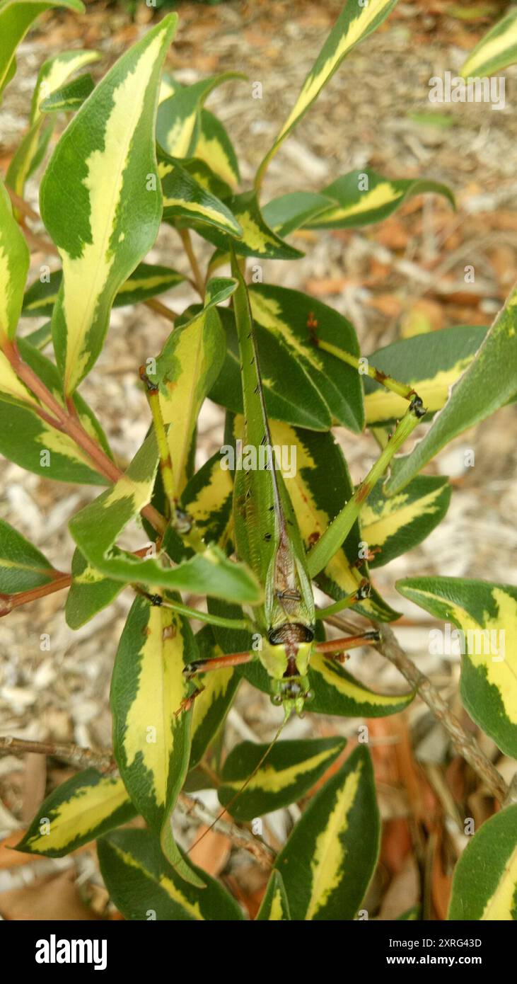32 spotted katydid hi-res stock photography and images - Alamy