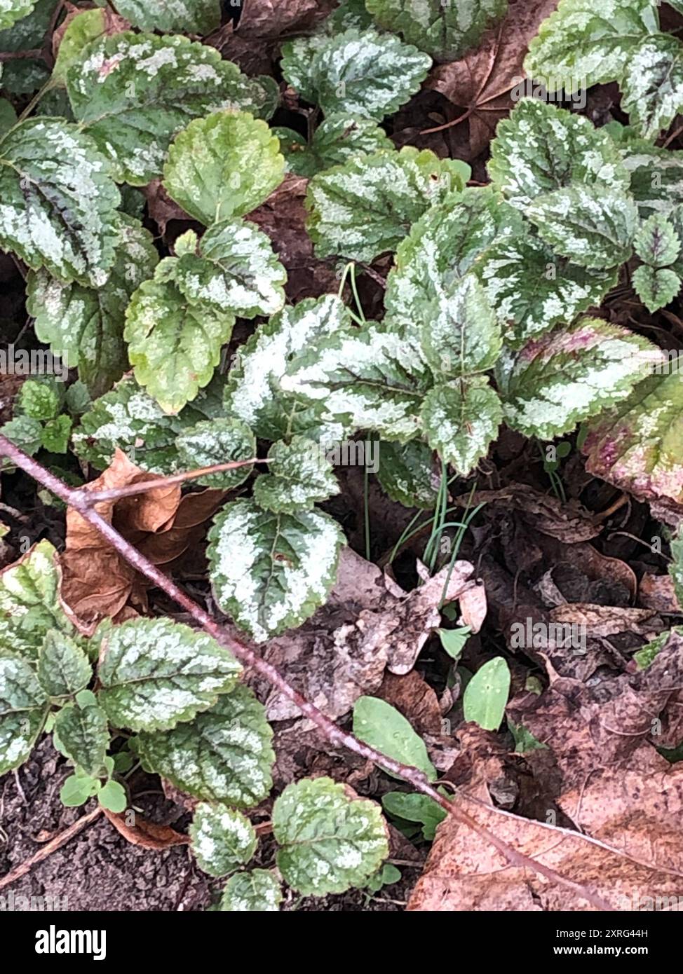 Variegated Yellow Archangel (Lamium galeobdolon argentatum) Plantae ...