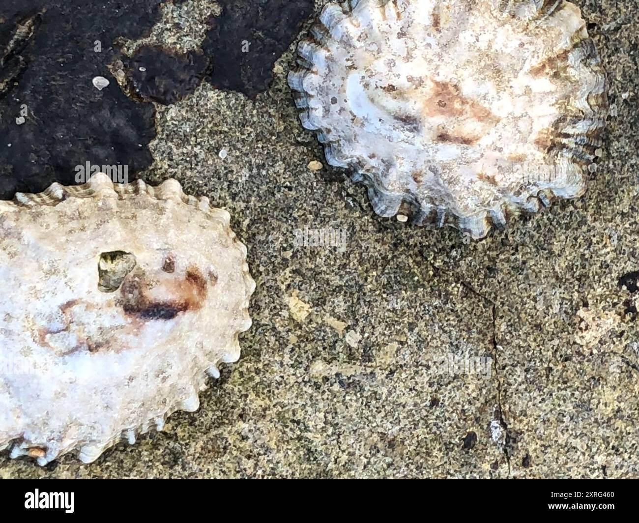 Rough Limpet (Lottia scabra) Mollusca Stock Photo - Alamy