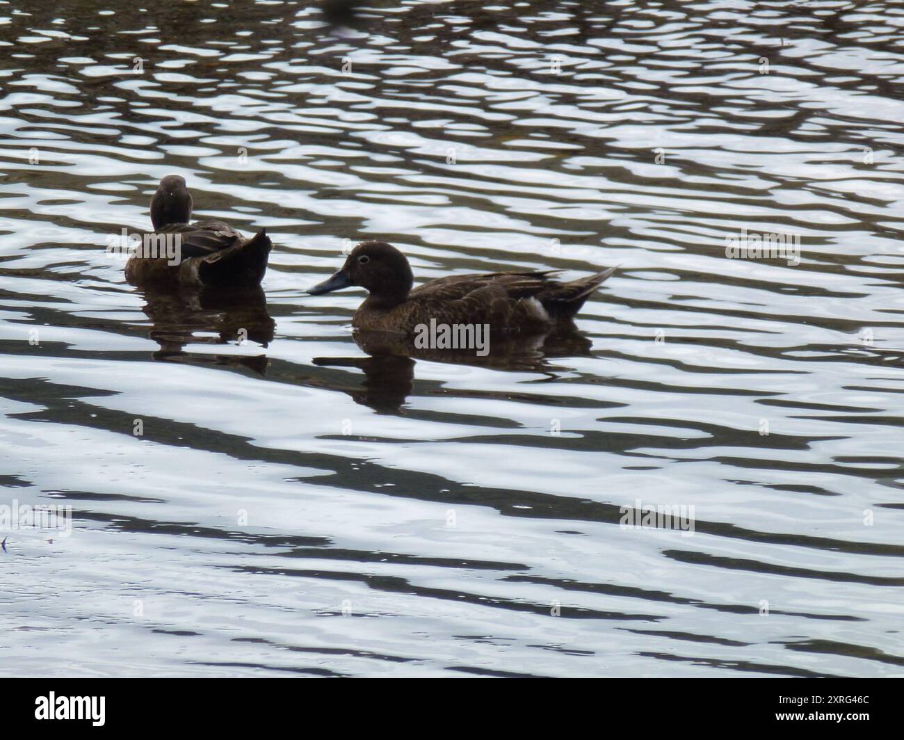 Anas chlorotis hi-res stock photography and images - Alamy