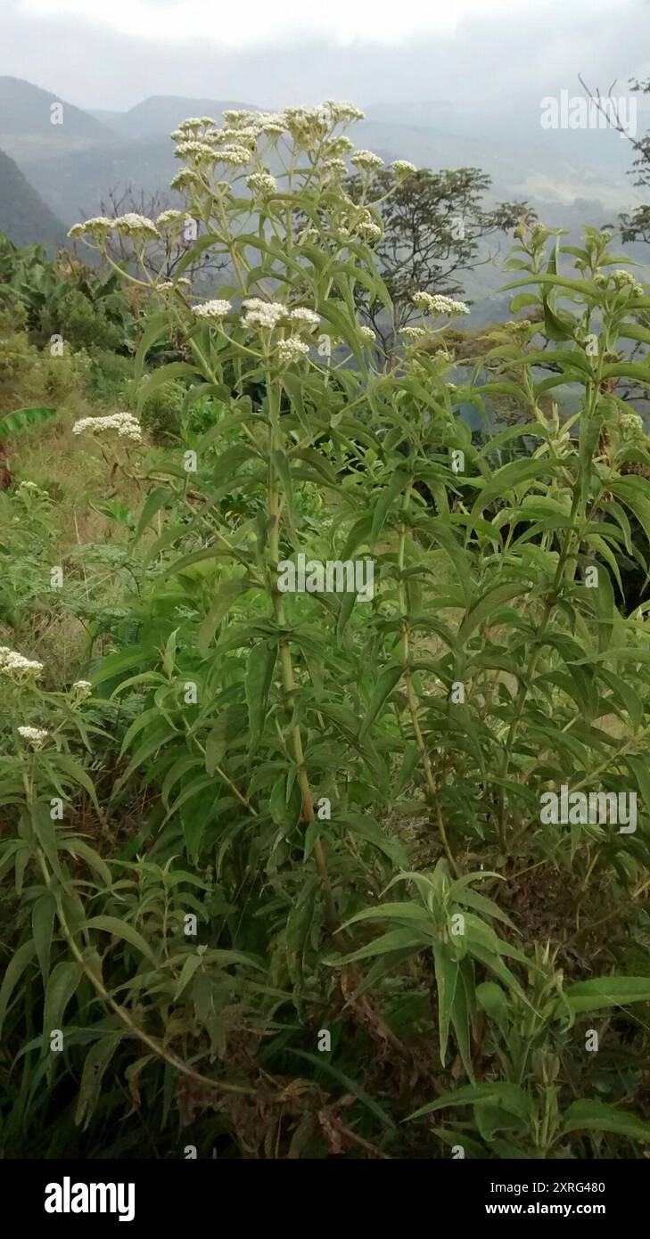 Whiteweed (Austroeupatorium inulifolium) Plantae Stock Photo - Alamy