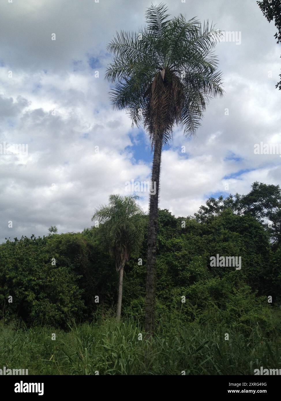 Macaw palm (Acrocomia aculeata) Plantae Stock Photo - Alamy