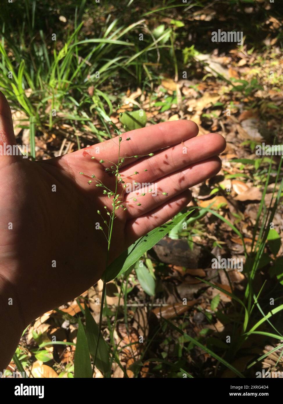 variable witchgrass (Dichanthelium commutatum) Plantae Stock Photo - Alamy