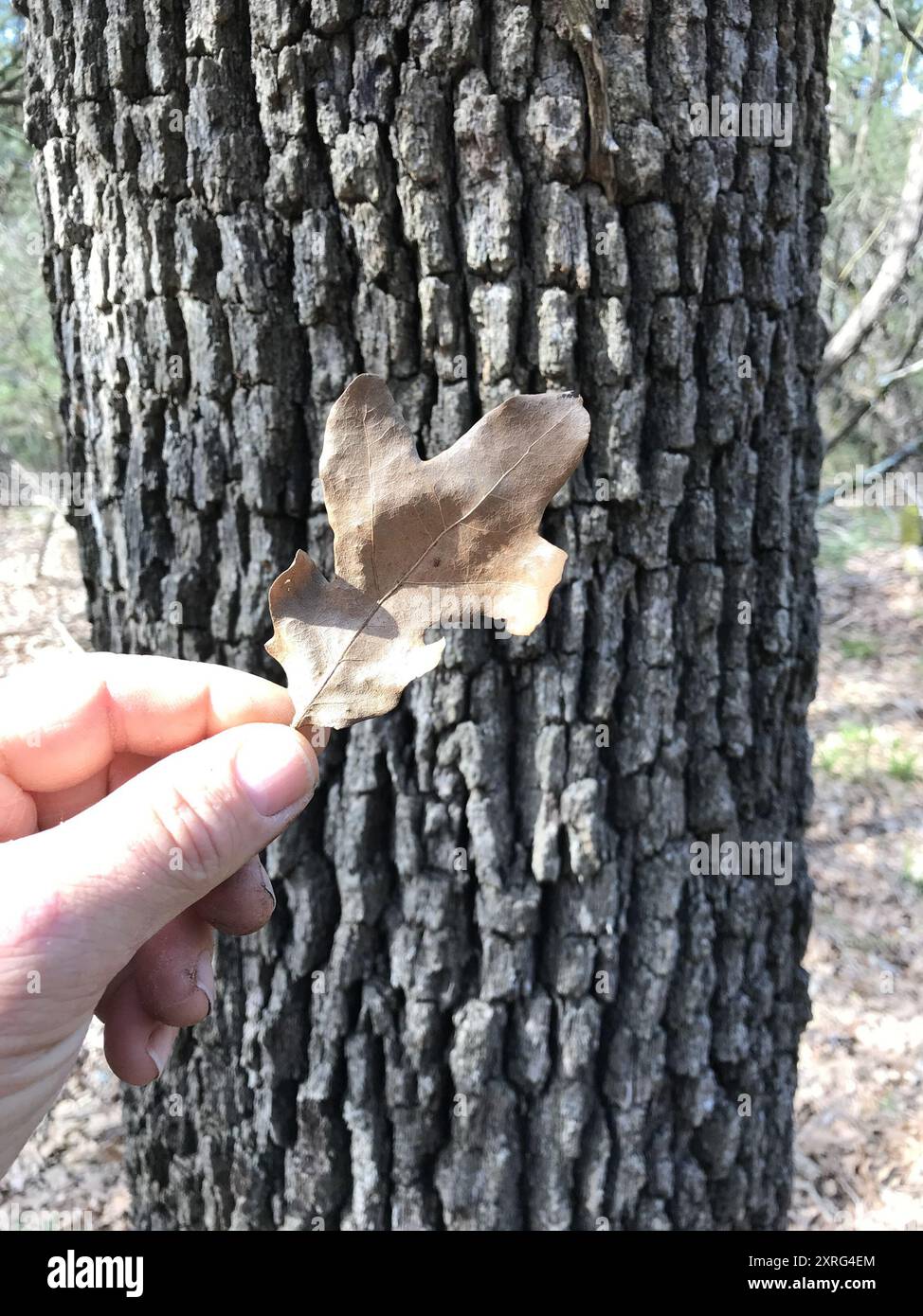 post oak (Quercus stellata) Plantae Stock Photo - Alamy