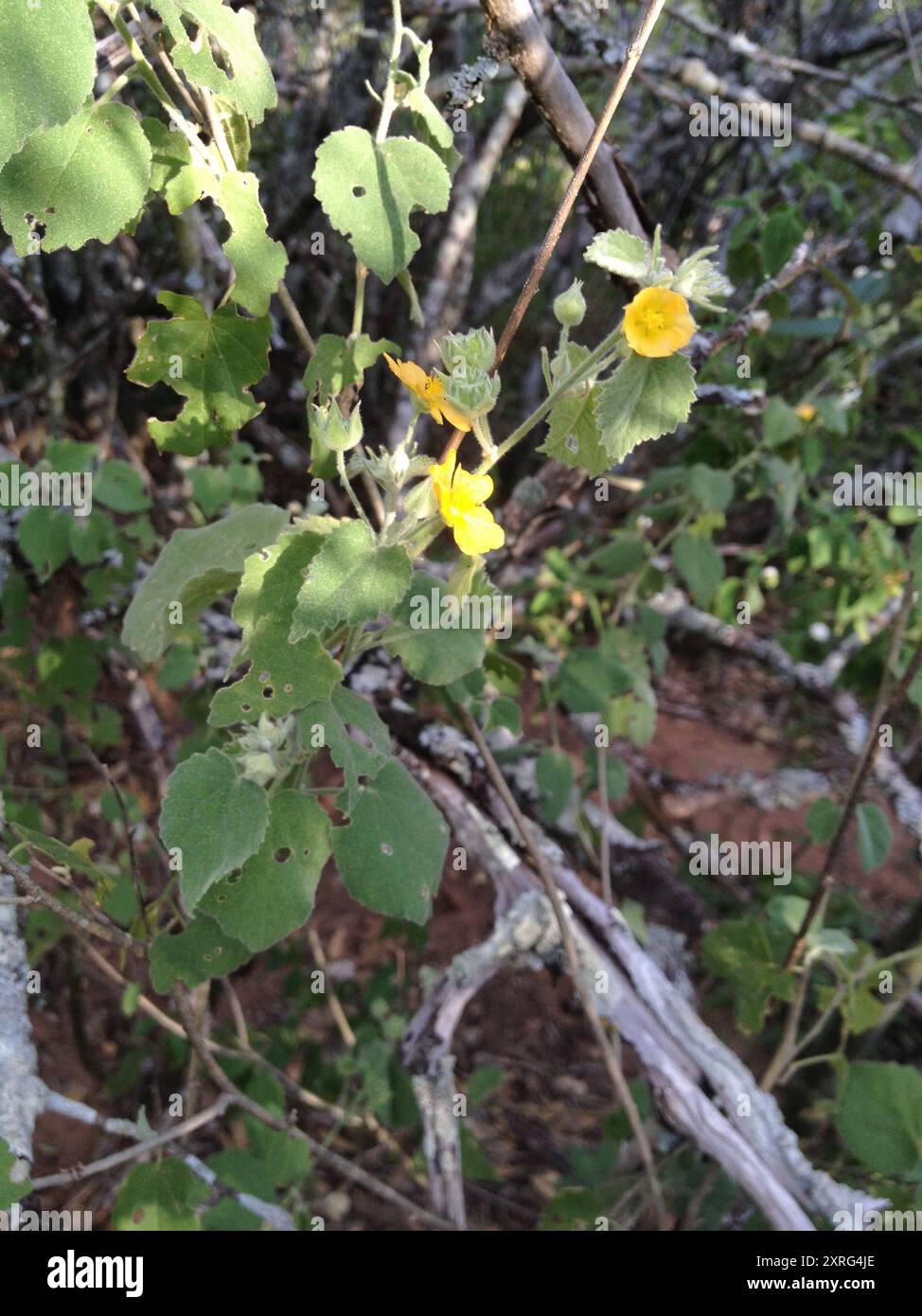 Indian mallows (Abutilon) Plantae Stock Photo - Alamy