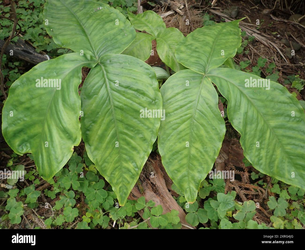 Japanese cobra lily (Arisaema ringens) Plantae Stock Photo - Alamy