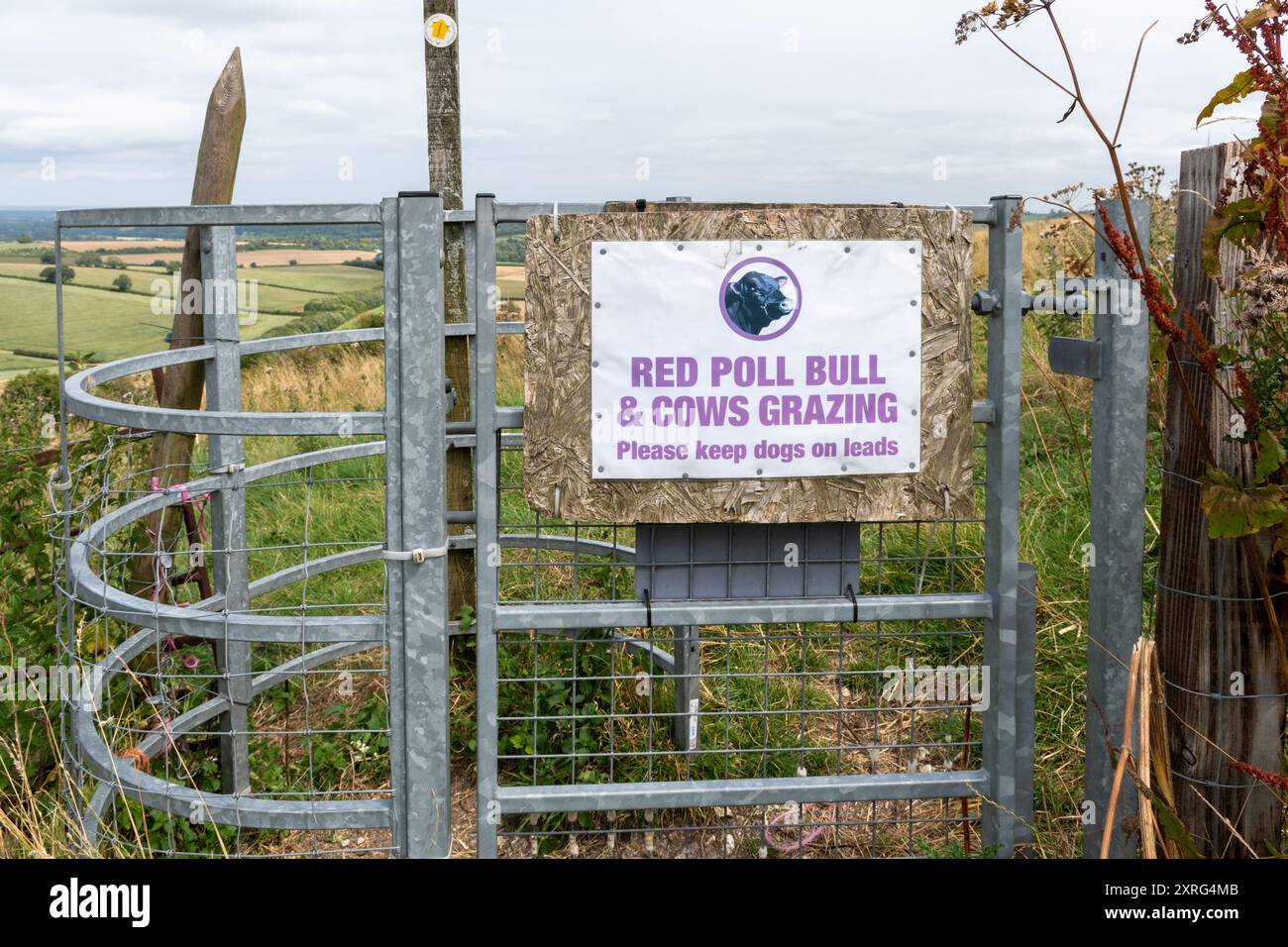 Kissing gate with sign warning Red Poll bull and cows grazing Stock ...