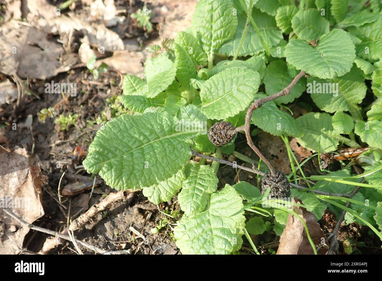 Oxlip (Primula elatior) Plantae Stock Photo - Alamy