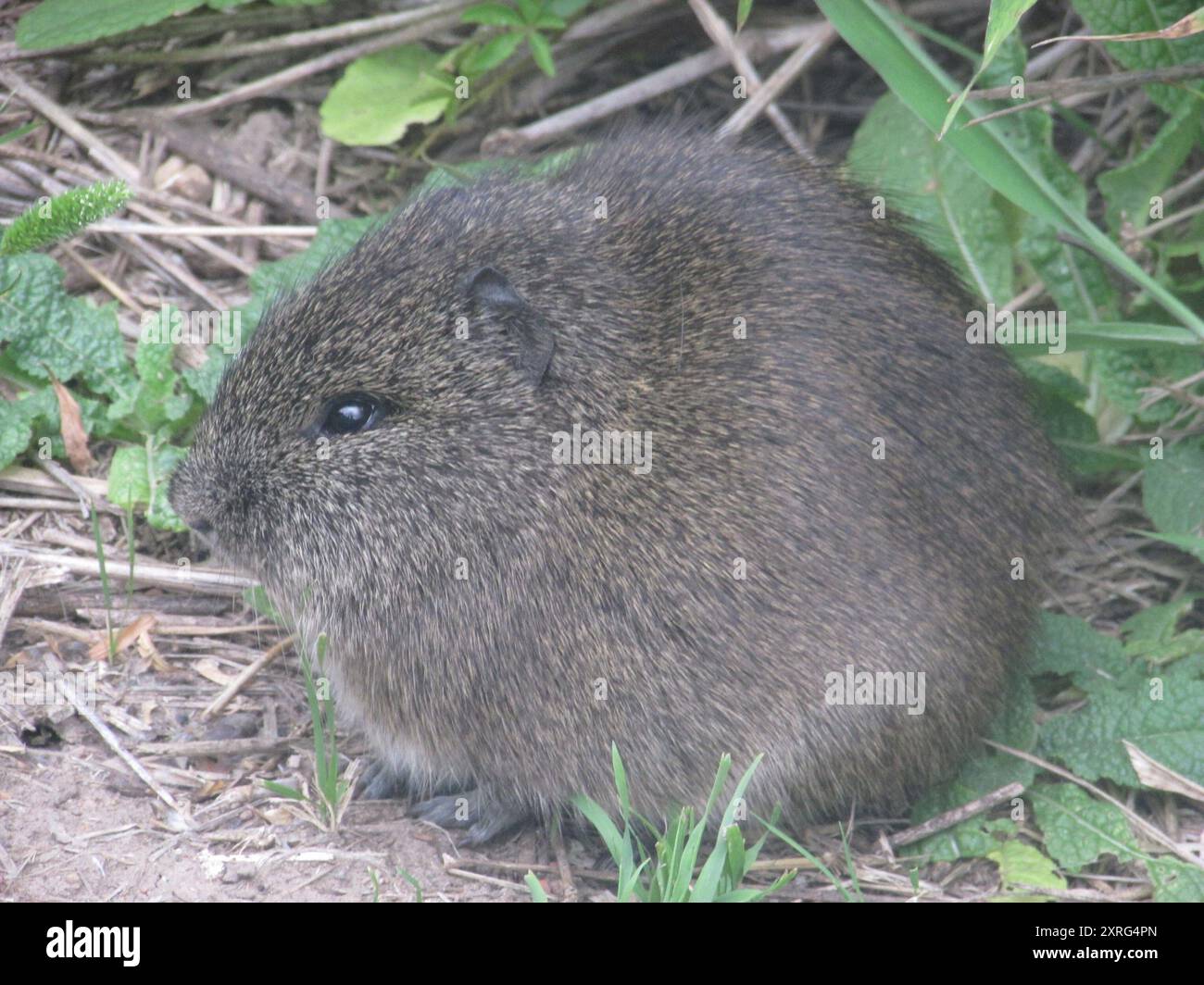 Brazilian guinea pig cavia aperea hi-res stock photography and images ...