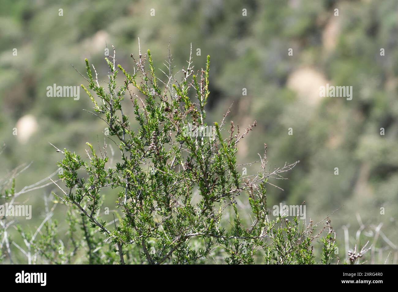 chamise (Adenostoma fasciculatum) Plantae Stock Photo - Alamy