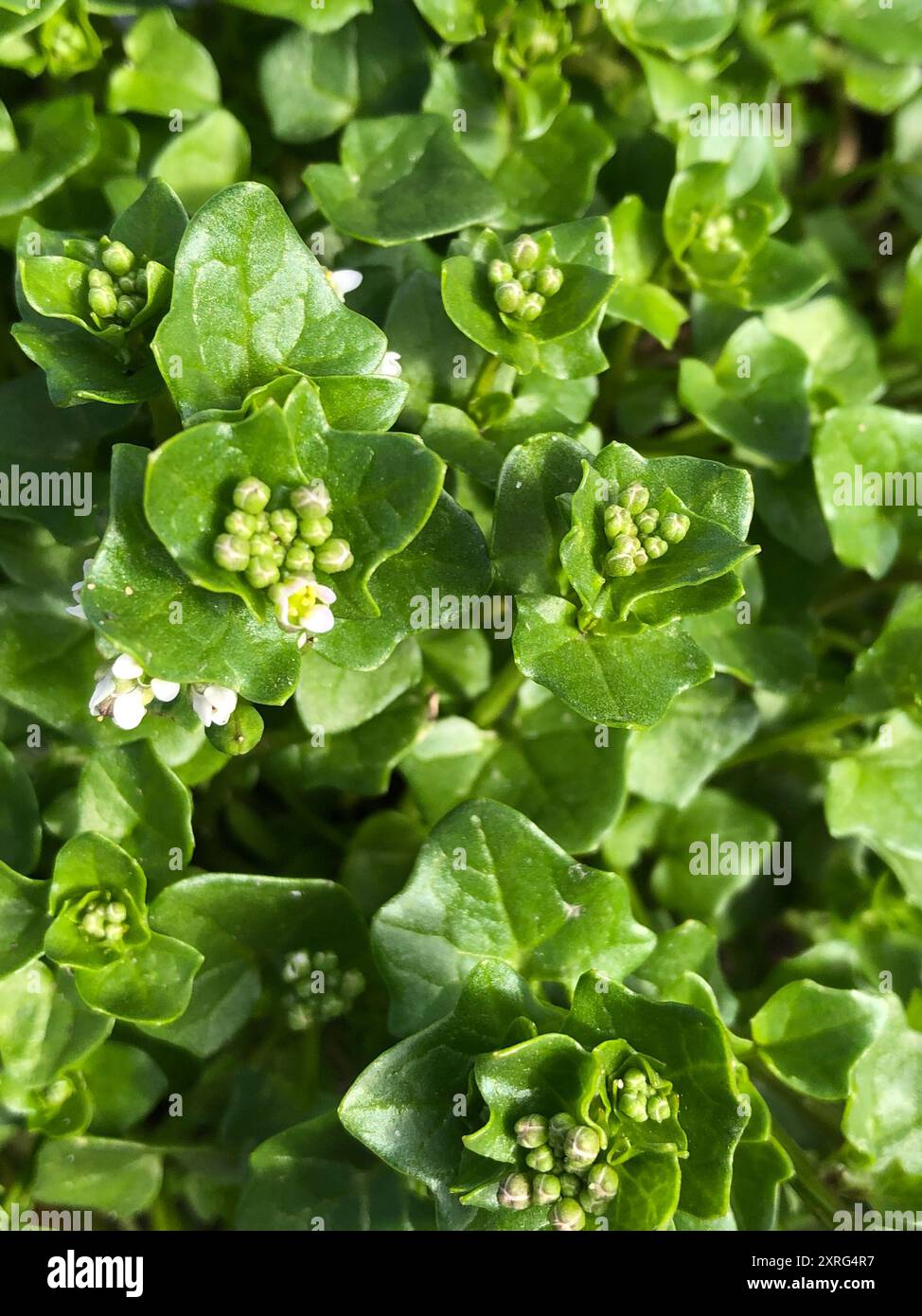 Danish Scurvy-grass (Cochlearia danica) Plantae Stock Photo - Alamy