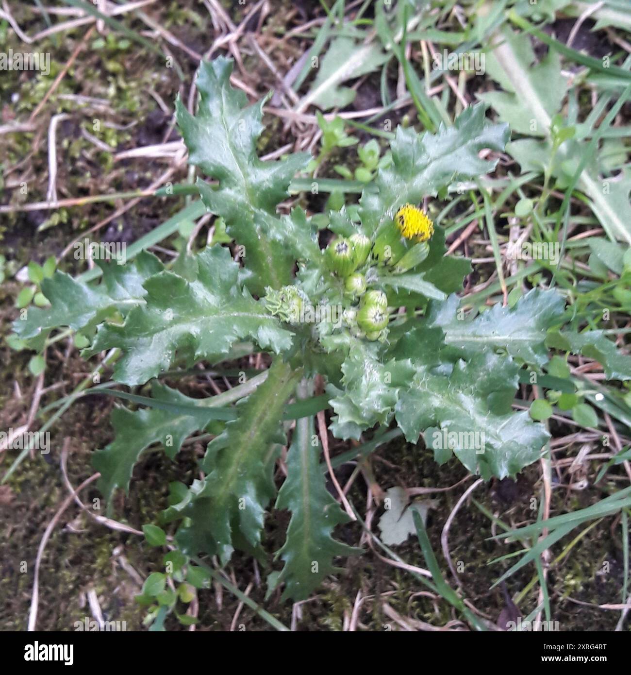 common groundsel (Senecio vulgaris) Plantae Stock Photo - Alamy