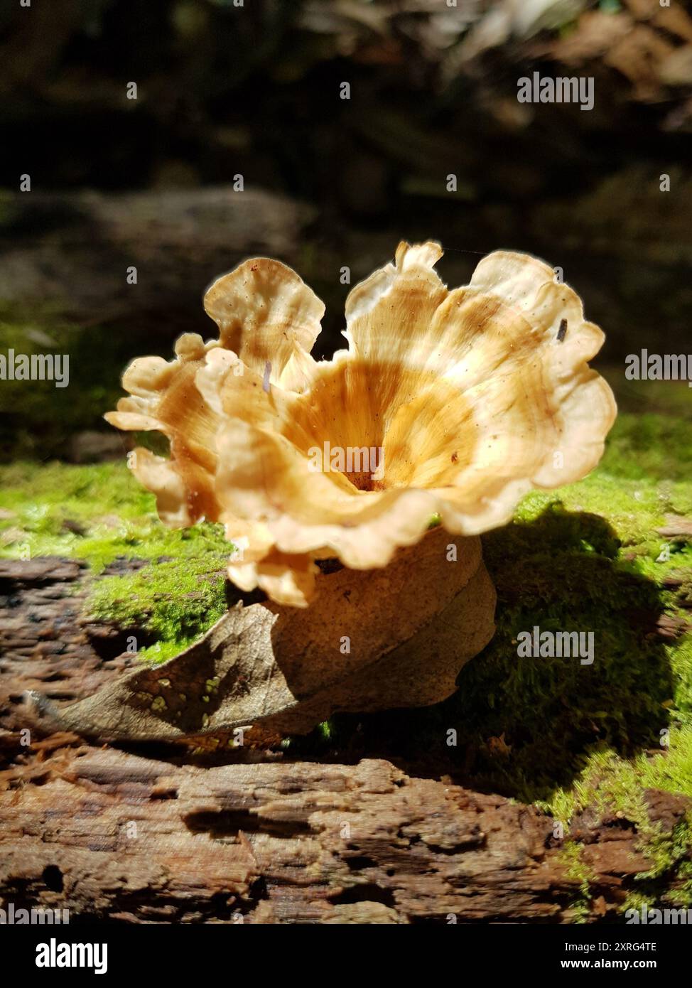 Wine Glass Fungus (Podoscypha petalodes) Fungi Stock Photo - Alamy
