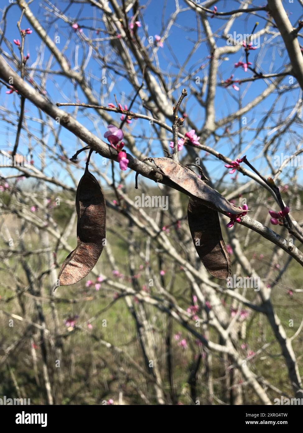 eastern redbud (Cercis canadensis) Plantae Stock Photo - Alamy