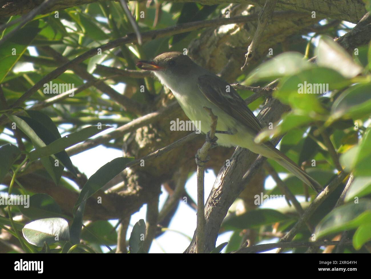 Swainson's Flycatcher (Myiarchus swainsoni) Aves Stock Photo - Alamy