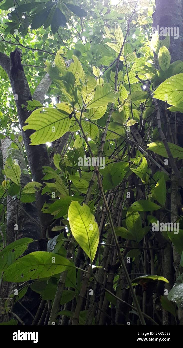 Trichanthera gigantea hi-res stock photography and images - Alamy