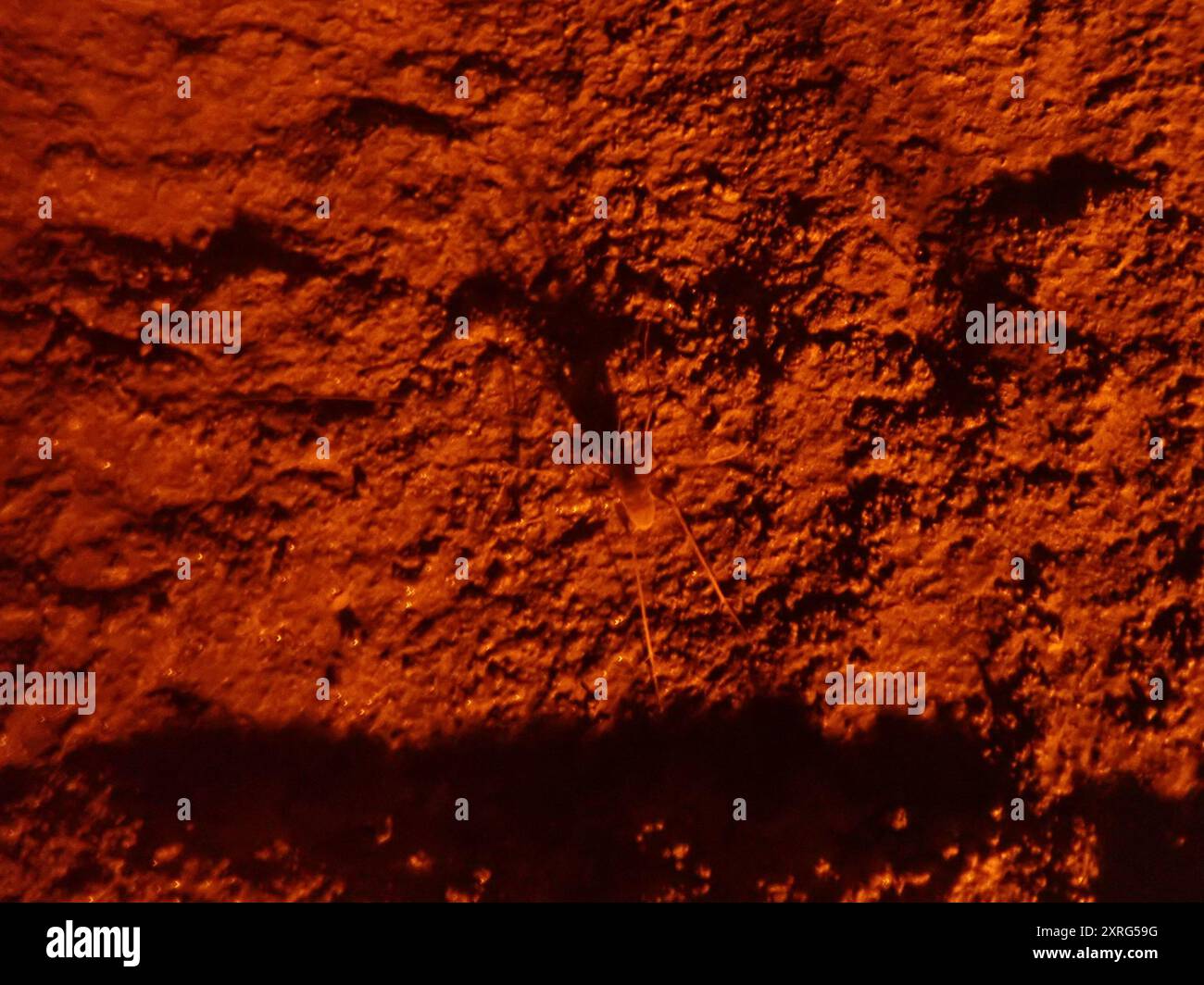 Mammoth Cave Cricket (Hadenoecus subterraneus) Insecta Stock Photo - Alamy