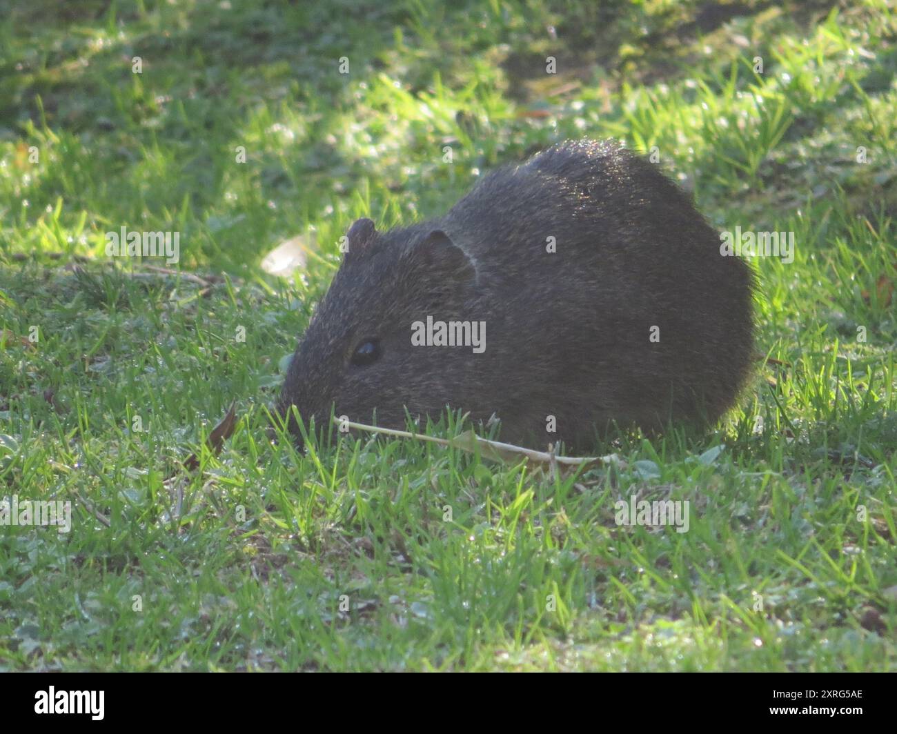 Brazilian guinea pig cavia aperea hi-res stock photography and images ...