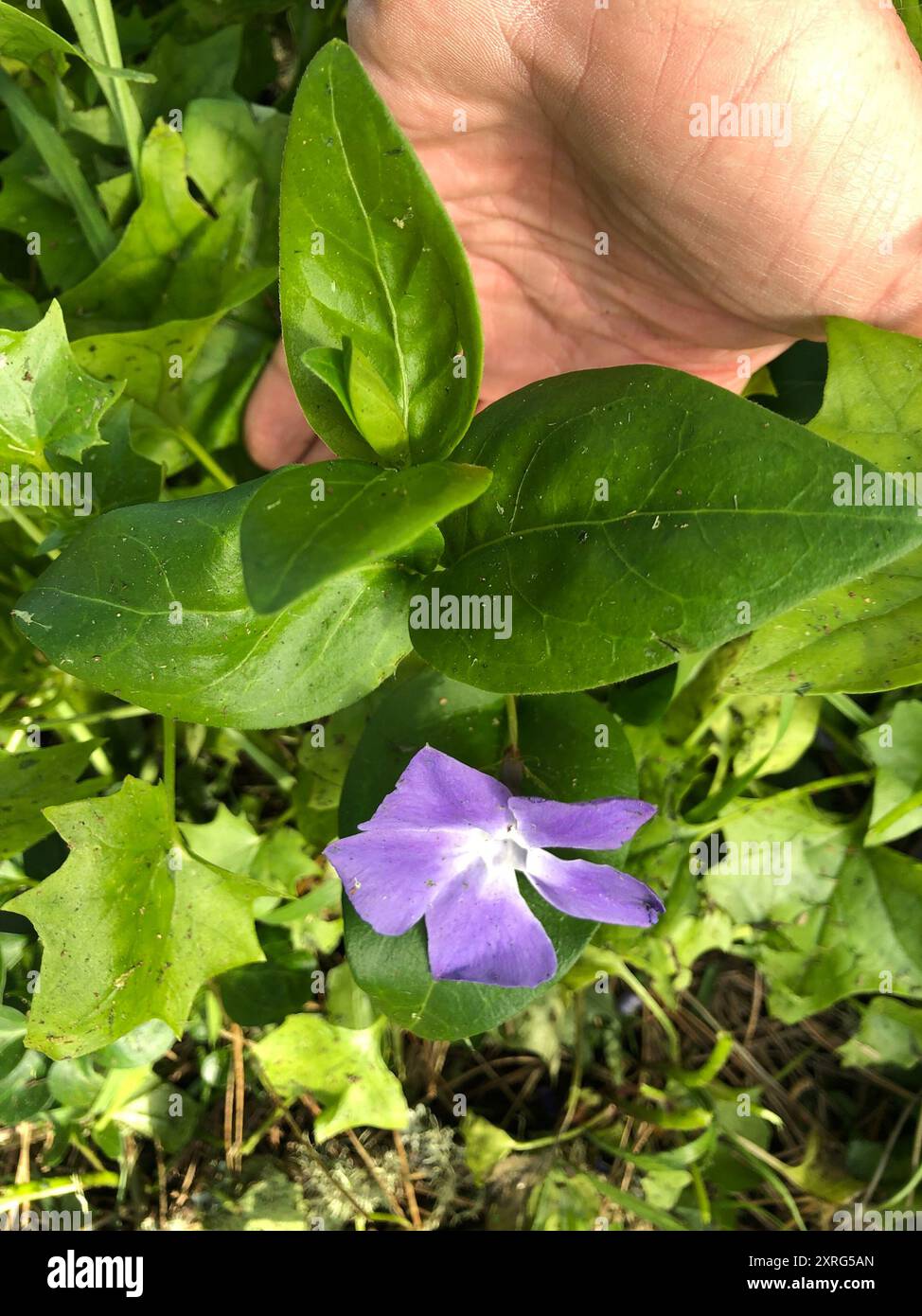 greater periwinkle (Vinca major) Plantae Stock Photo - Alamy