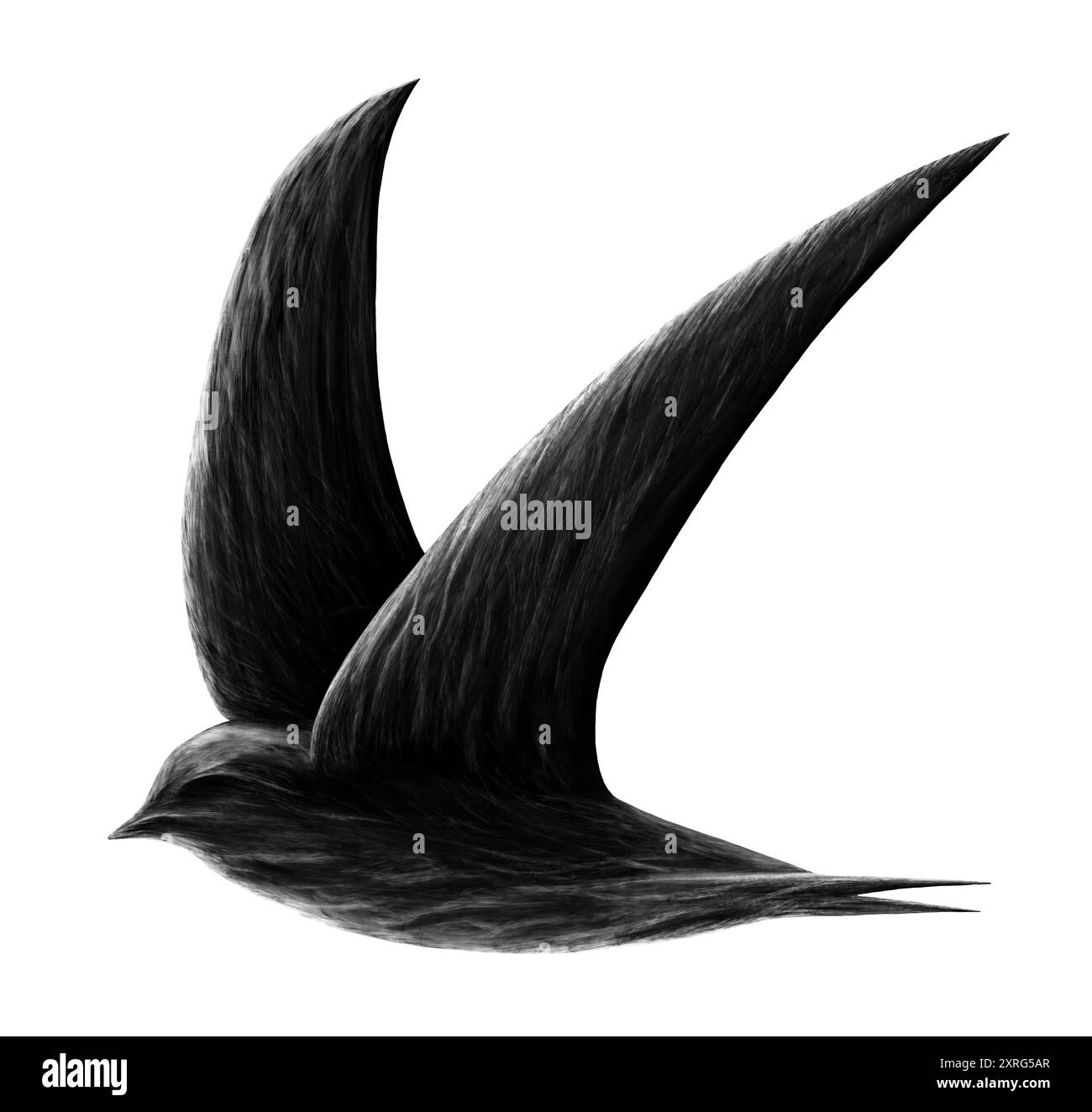 Swift bird illustration hi-res stock photography and images - Alamy