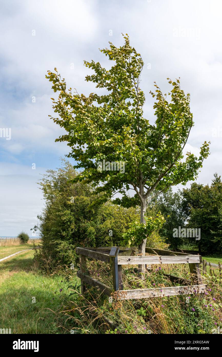 In recognition of richard adams hi-res stock photography and images - Alamy