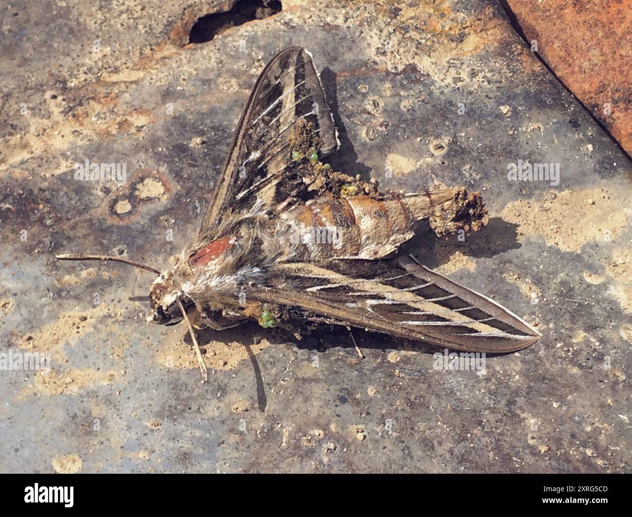 White-lined Sphinx (Hyles lineata) Insecta Stock Photo - Alamy