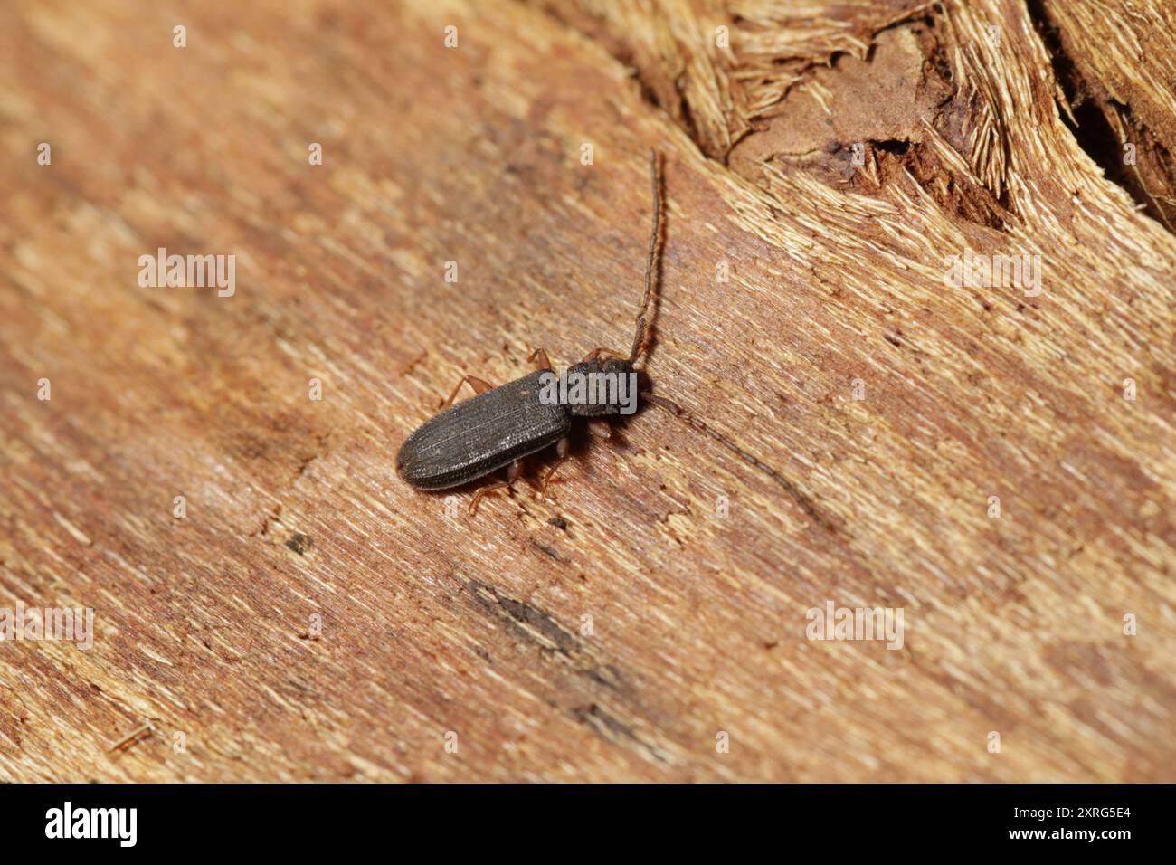 Uleiota planata hi-res stock photography and images - Alamy