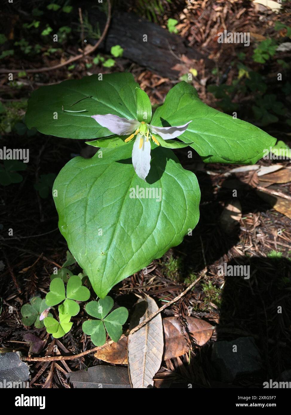 Pacific trillium (Trillium ovatum) Plantae Stock Photo - Alamy