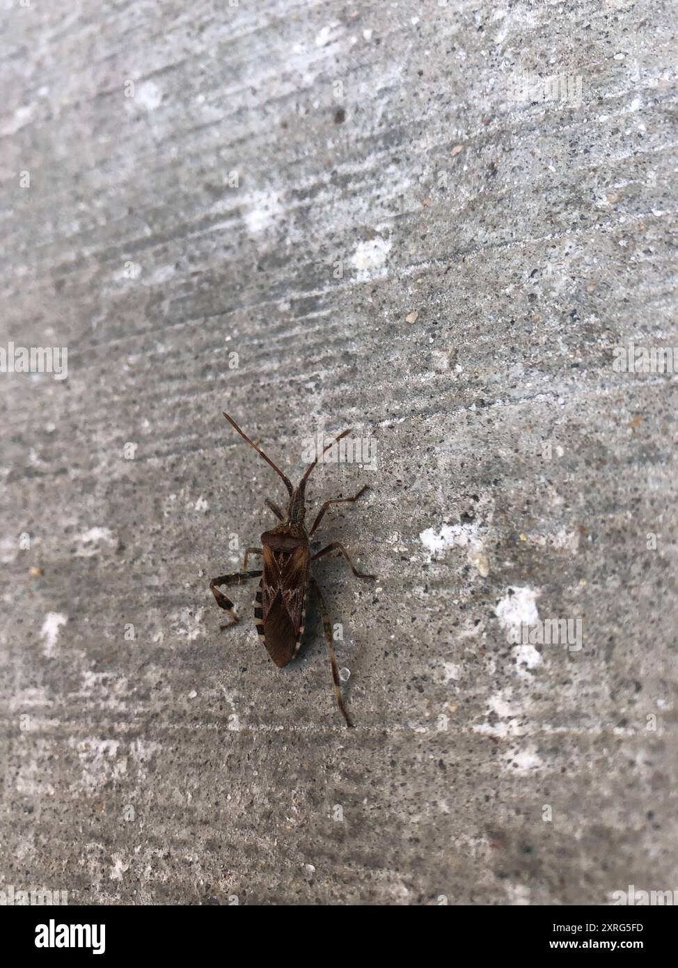 Western Conifer Seed Bug (Leptoglossus occidentalis) Insecta Stock ...