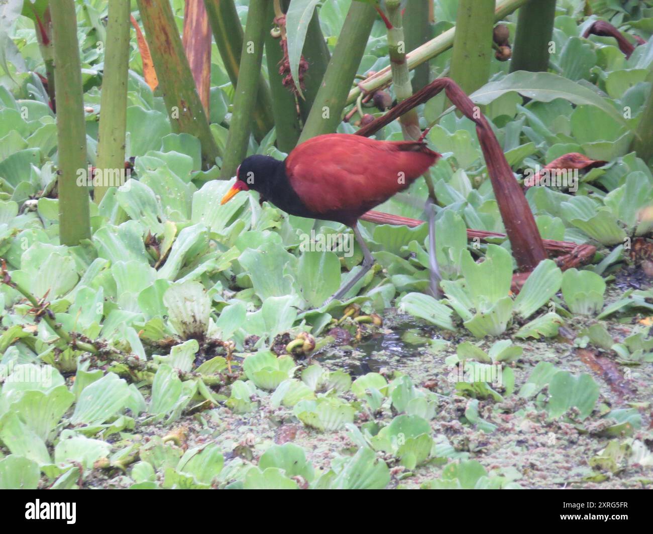 Wattled Jacana (Jacana jacana) Aves Stock Photo - Alamy