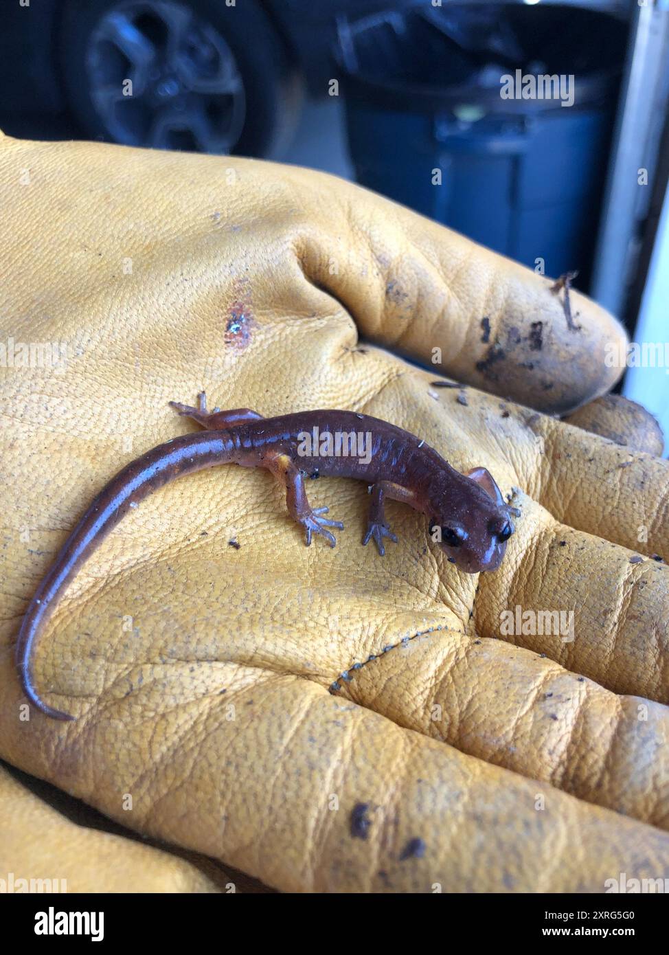 Oregon Ensatina (Ensatina eschscholtzii oregonensis) Amphibia Stock ...