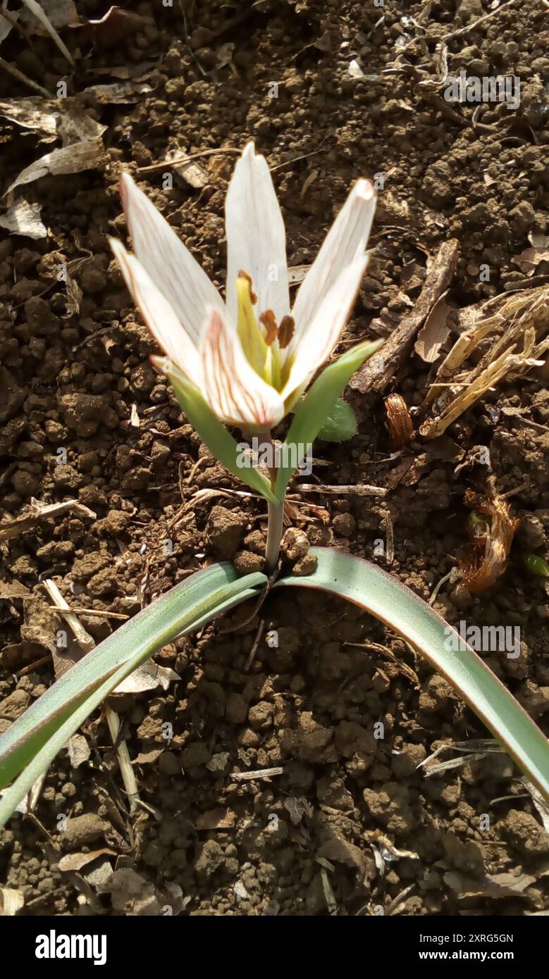 Amana edulis hi-res stock photography and images - Alamy